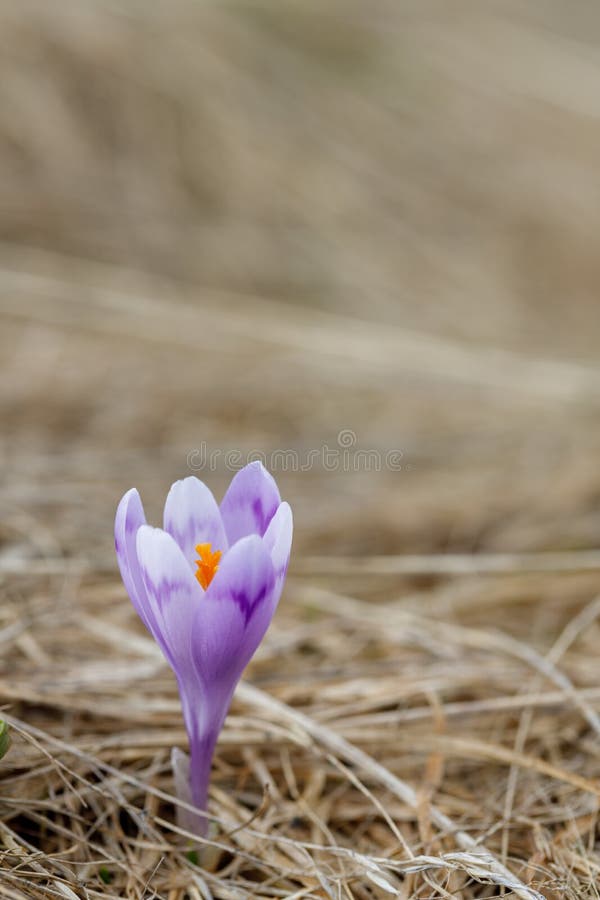 Crocus close up stock image. Image of crocus, blur, floral - 176333039