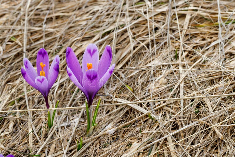 Crocus close up stock image. Image of crocus, blur, floral - 176333039