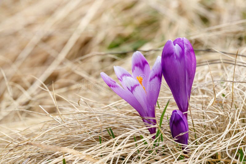 Crocus close up stock image. Image of crocus, blur, floral - 176333039