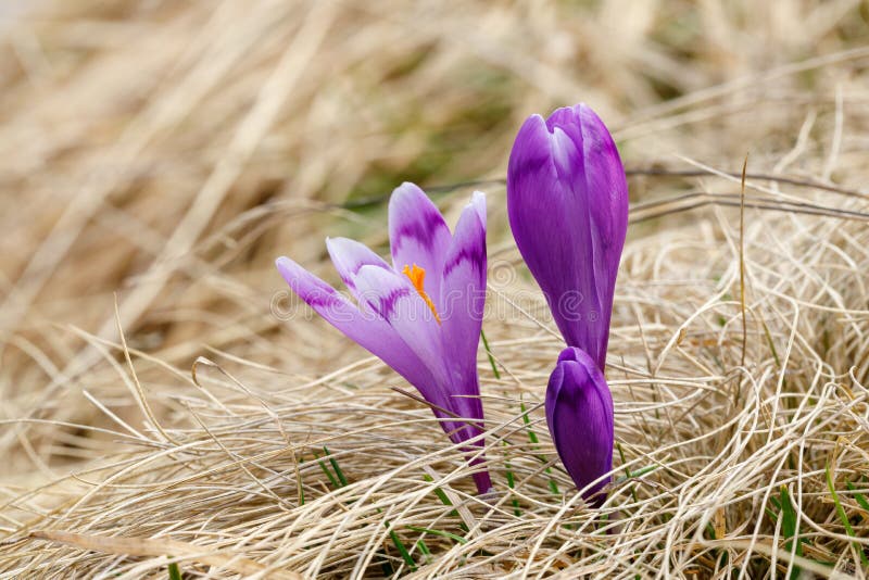 Crocus close up stock image. Image of crocus, blur, floral - 176333039