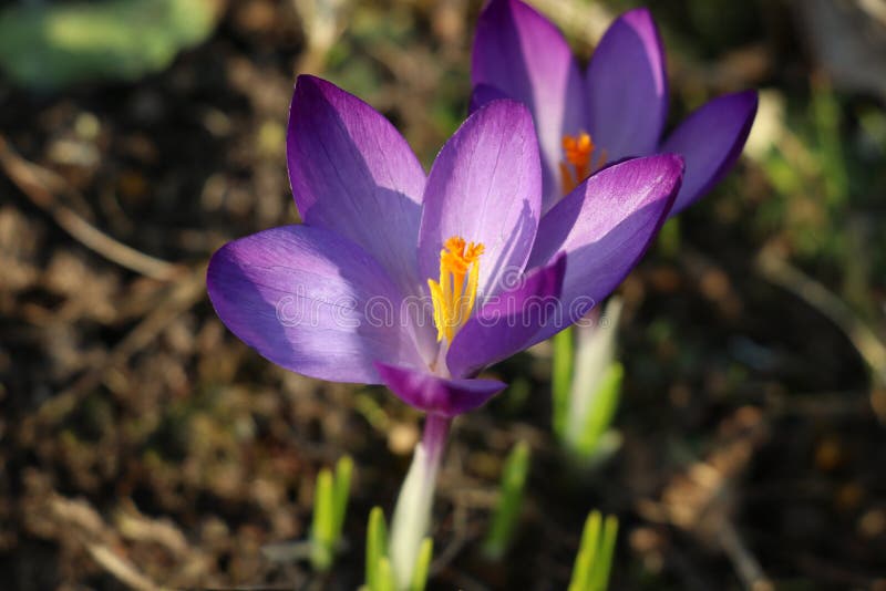 Spring Crocus / Giant Crocus Stock Photo - Image of closeup, mayflower ...