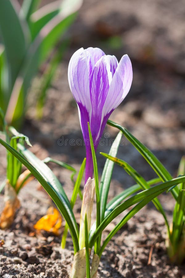 Violet spring flower stock photo. Image of flower, beautiful - 43430452