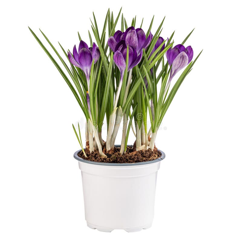 Violet spring flower stock photo. Image of flower, beautiful - 43430452