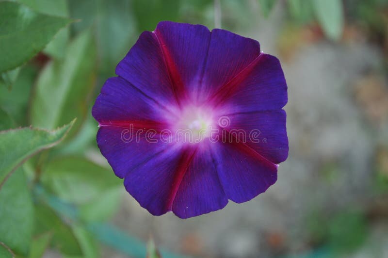 Violet Spring Flower with Blur Stock Photo - Image of spring, plant ...