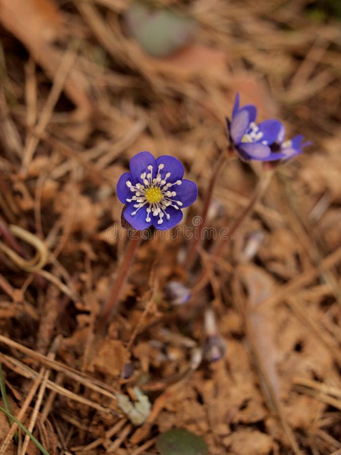 Violet spring flower stock photo. Image of flower, beautiful - 43430452
