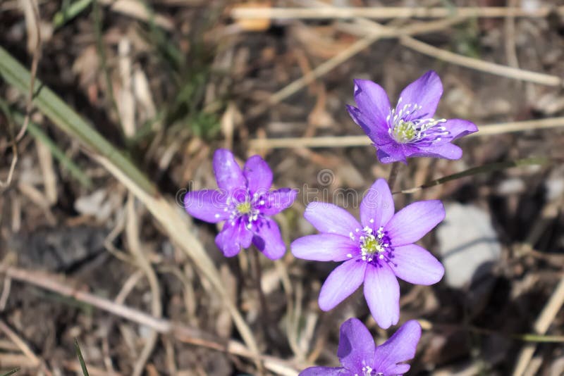 Violet spring flower stock image. Image of bunch, nobilis - 144090211
