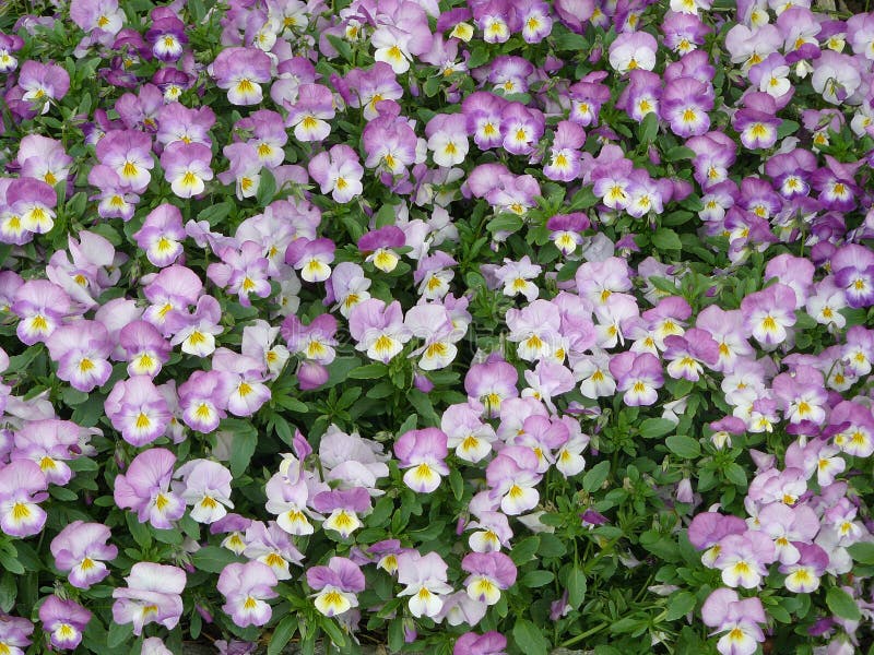 Violet spring flowers stock image. Image of colorful - 194418617