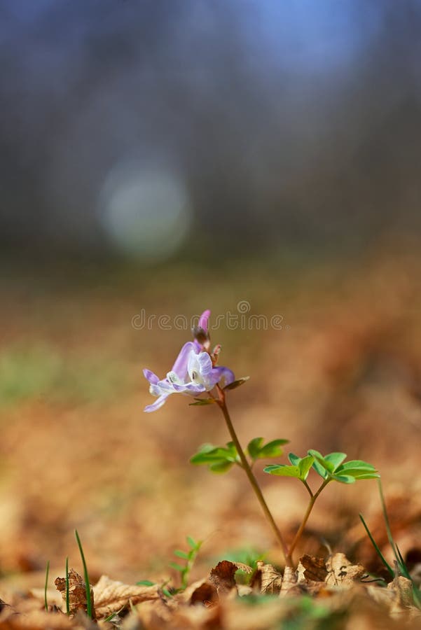 Violet Spring Flowers of Corydalis Stock Photo - Image of forest, park ...