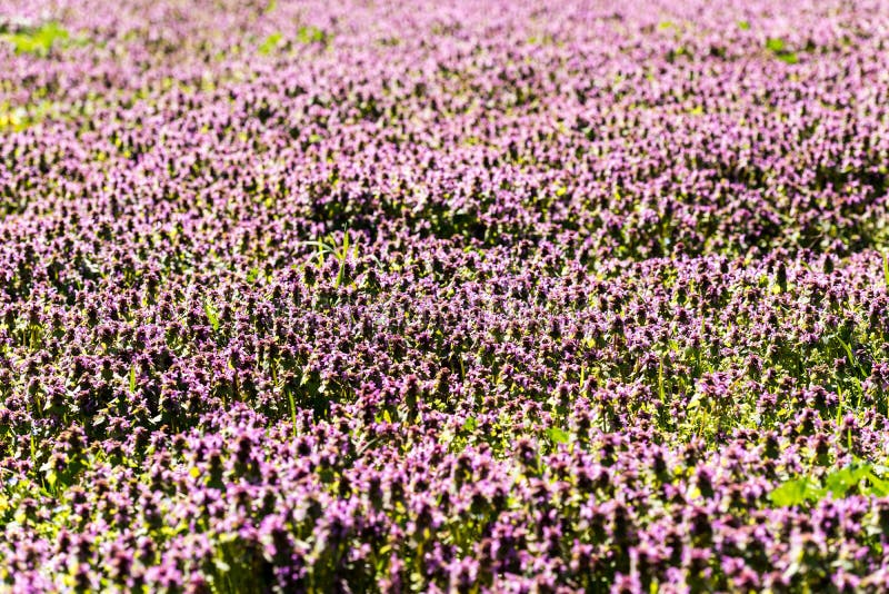 Violet Spring Flowers Field Blossom Stock Image - Image of bunch, color ...