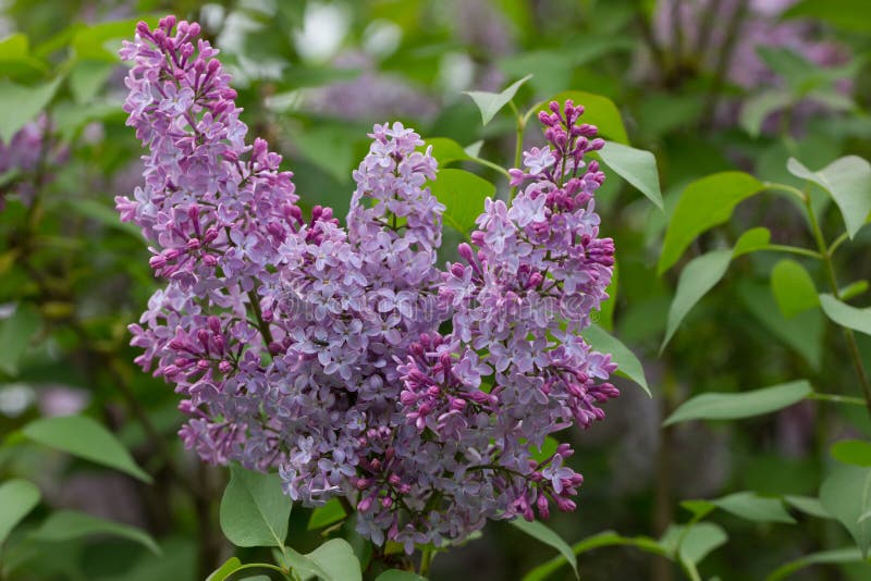 Violet spring flower stock photo. Image of flower, beautiful - 43430452