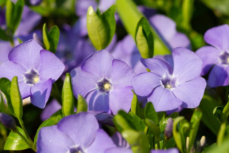Violet Spring Flowers Periwinkle Stock Image - Image of blue, outdoor ...