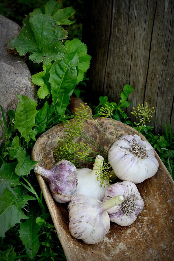 Violet Spring Garlic Rustic Style Stock Photo - Image of plant, pile ...