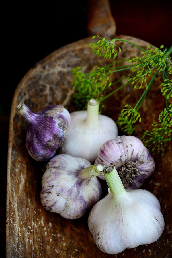Violet Spring Garlic Rustic Style Stock Image - Image of fresh ...