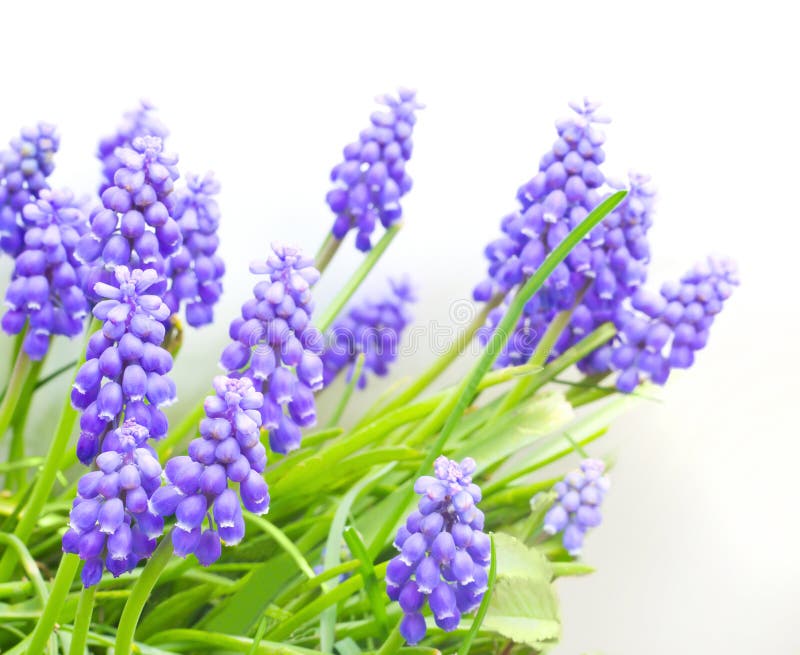 Violet Spring Gentle Flowers Stock Image - Image of copy, early: 69867209