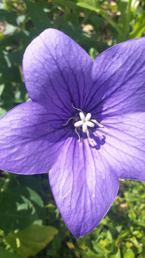 Violet Star stock image. Image of star, july, flower - 74961771