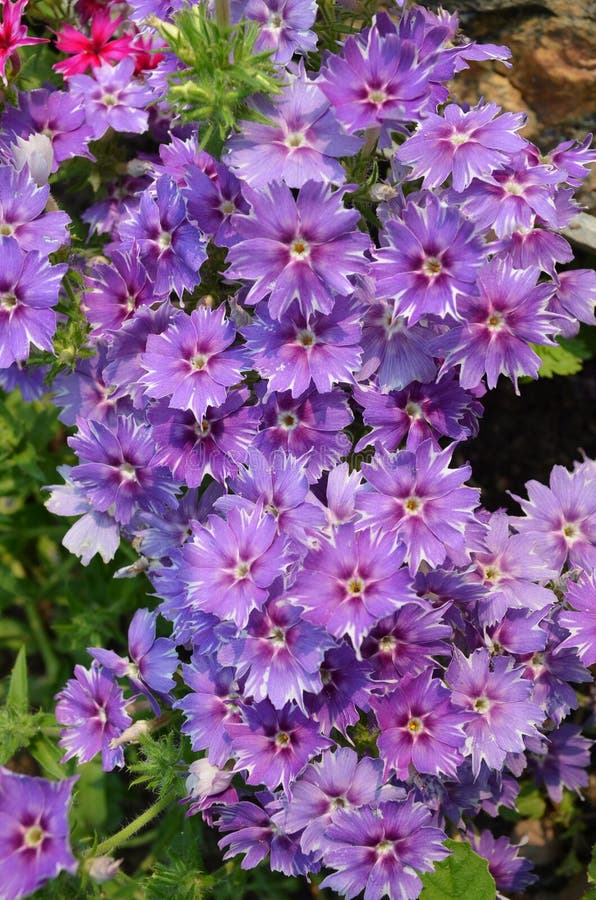 Violet star Phlox stock photo. Image of plant, lilac - 74899182