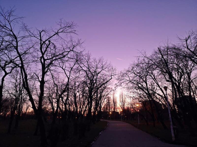 Violet Sunset in the Park with Tree Silhouettes Stock Photo - Image of ...