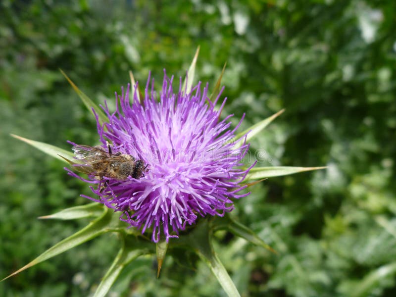 Violet Thistle Flower in Blossom Stock Photo - Image of blossom, botany ...