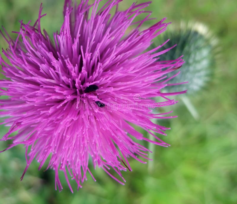 Violet thistle flower stock image. Image of countryside - 34710027