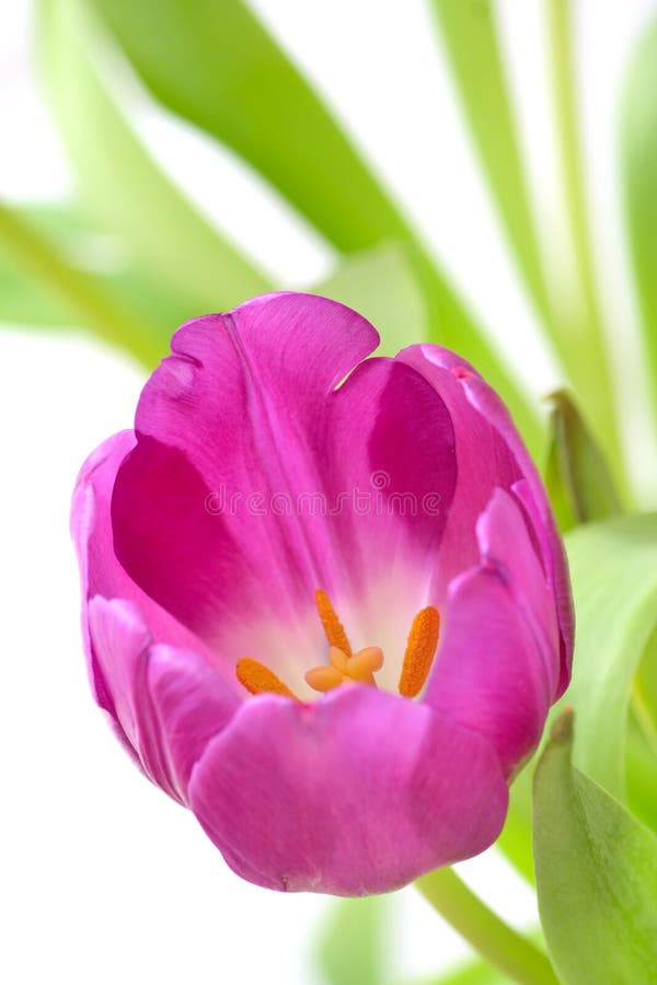 Violet tulip stock image. Image of leaves, fresh, beautiful - 14741347