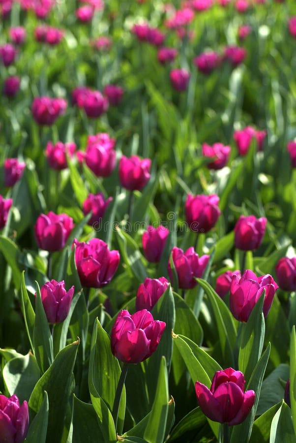 Violet tulip stock image. Image of nature, dutch, peace - 2117723