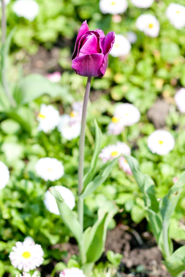 Violet tulip stock image. Image of garden, tulips, violet - 84411139