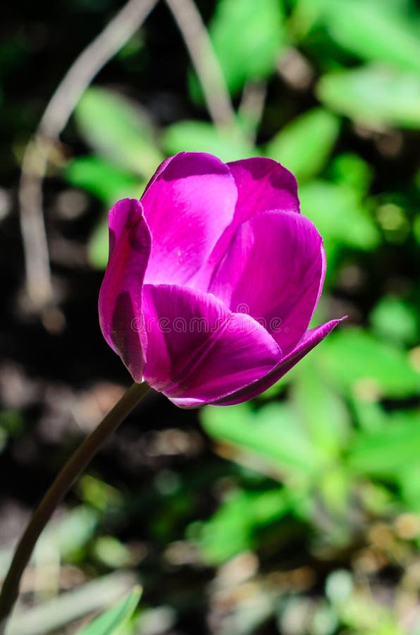 Violet tulip on flowerbed stock image. Image of bright - 149254649