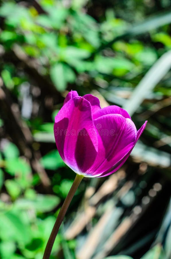 Violet tulip on flowerbed stock photo. Image of close - 156013576