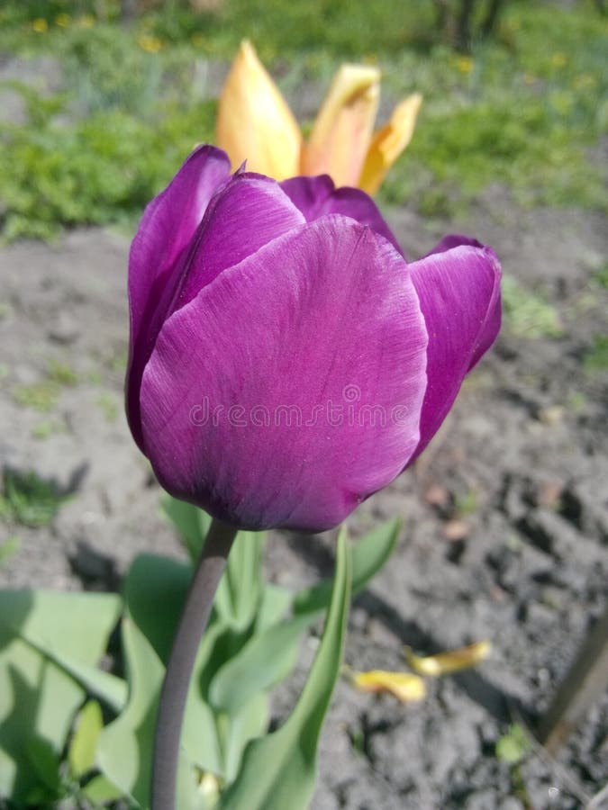 Violet Tulip in Garden Close Up Stock Photo - Image of flower, leaf ...