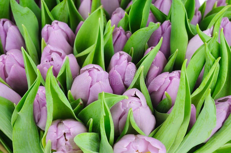 Violet tulip stock photo. Image of fresh, gift, colorful - 51954530