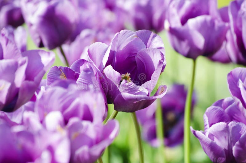 Violet Tulip stock image. Image of abstract, garden, nature - 40704875