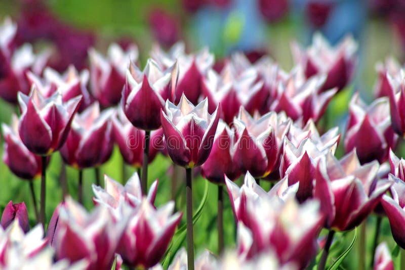 Violet tulips stock image. Image of blossom, floral, nature - 11293163