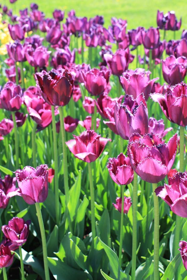 Violet tulips stock image. Image of vegetation, nature - 15913667