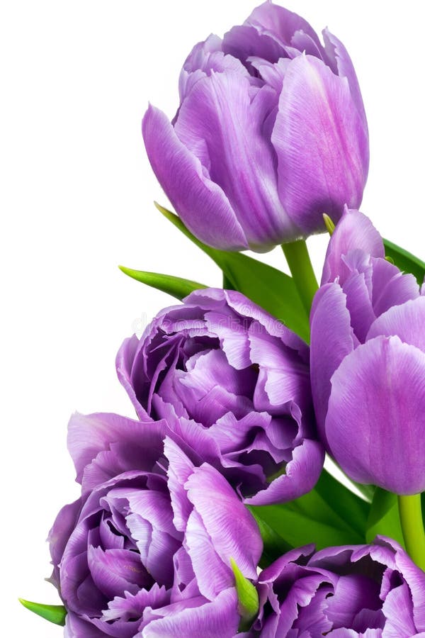Red and violet tulips stock image. Image of famous, violete - 60391941