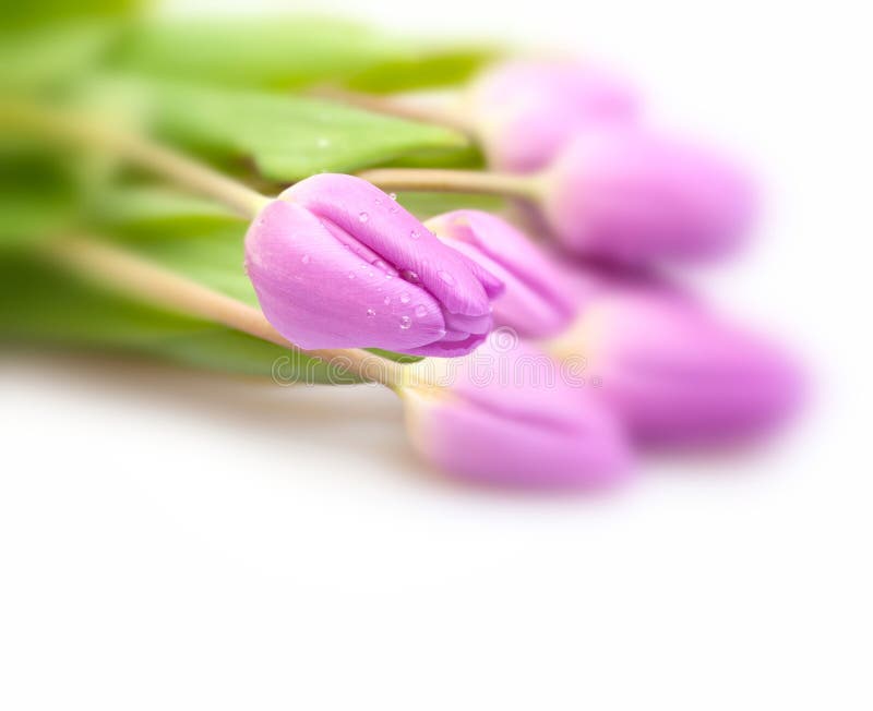 Red and violet tulips stock image. Image of famous, violete - 60391941