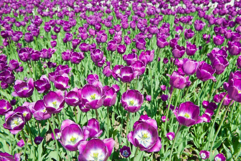 Red and violet tulips stock image. Image of famous, violete - 60391941