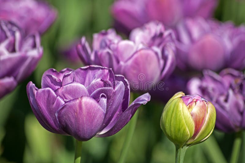 Red and violet tulips stock image. Image of famous, violete - 60391941