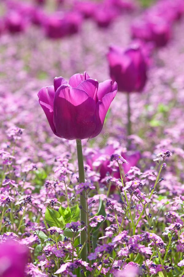 Violet tulips stock image. Image of sunny, floral, bloom - 30869275
