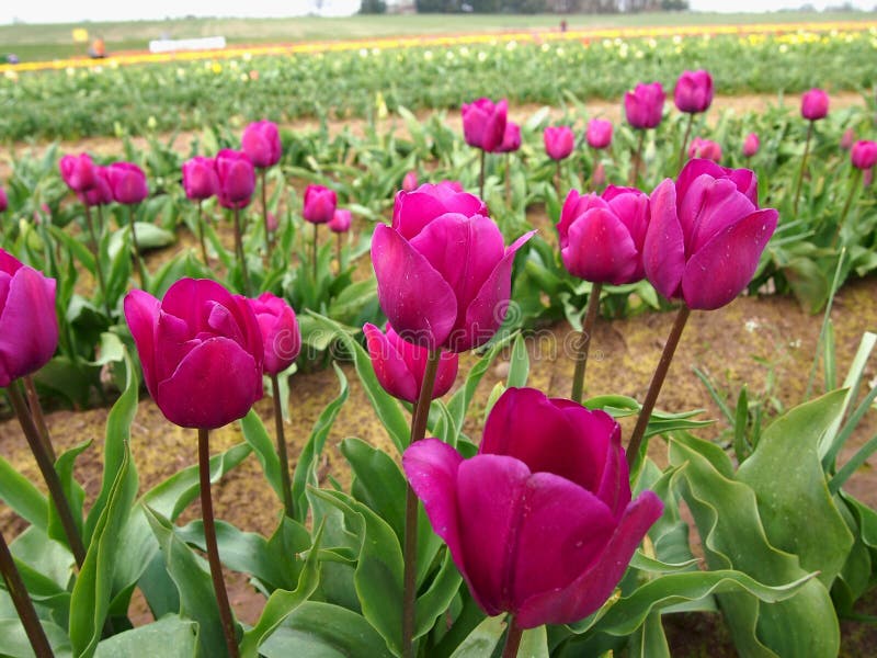 Violet tulips stock photo. Image of green, flower, nature - 85867578