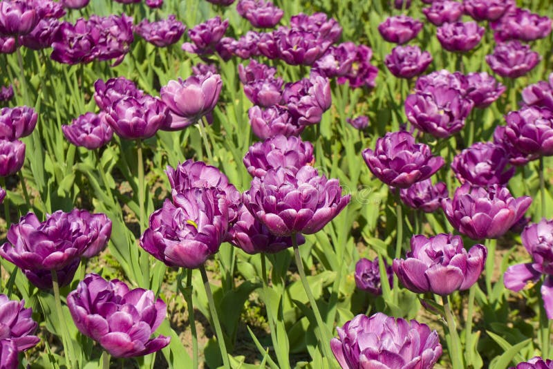 Violet tulips stock photo. Image of botanic, purple, flora - 52416458