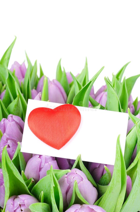 Red and violet tulips stock image. Image of famous, violete - 60391941