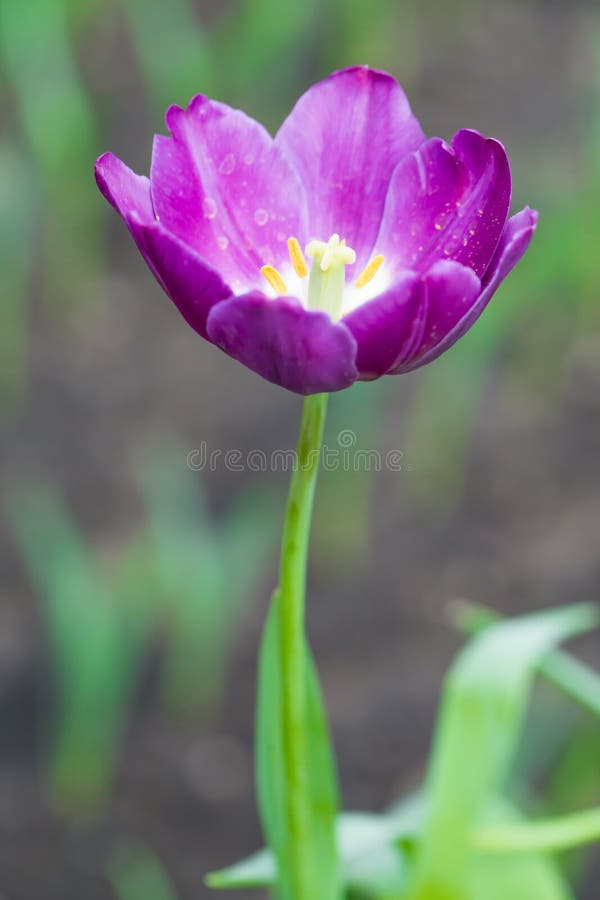 Red and violet tulips stock image. Image of famous, violete - 60391941