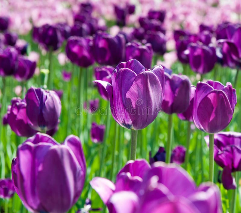 Violet Tulips in Spring Day Stock Photo - Image of bloom, soft: 50517076