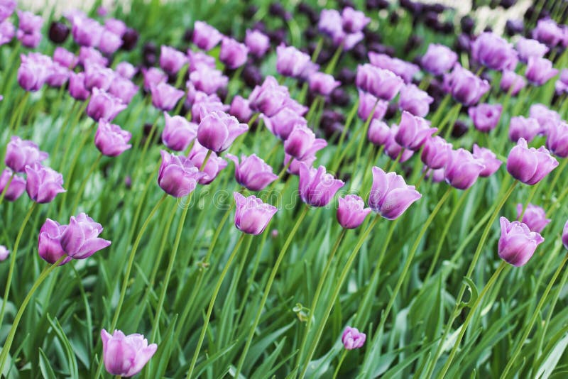 Violet tulips stock image. Image of flowers, nature - 102433457