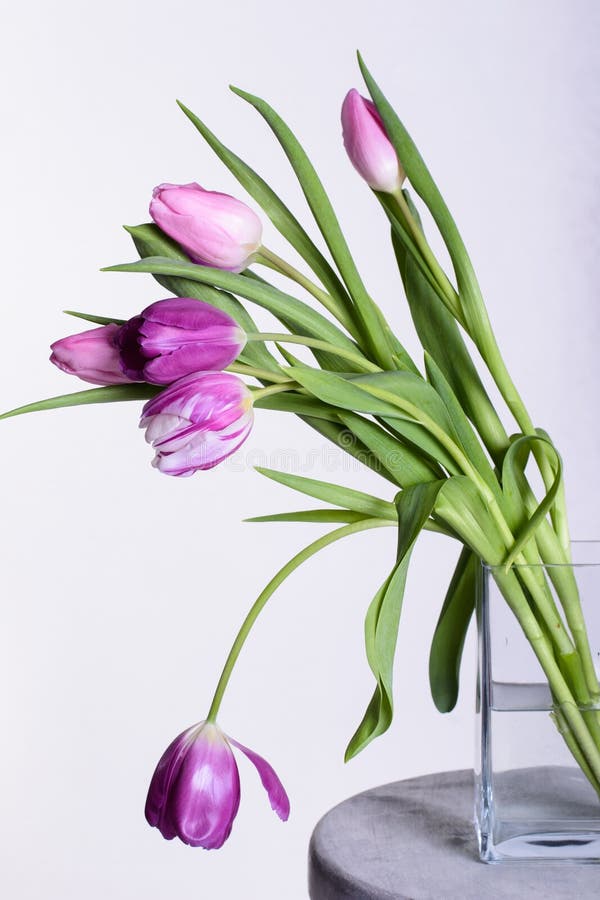Red and violet tulips stock image. Image of famous, violete - 60391941