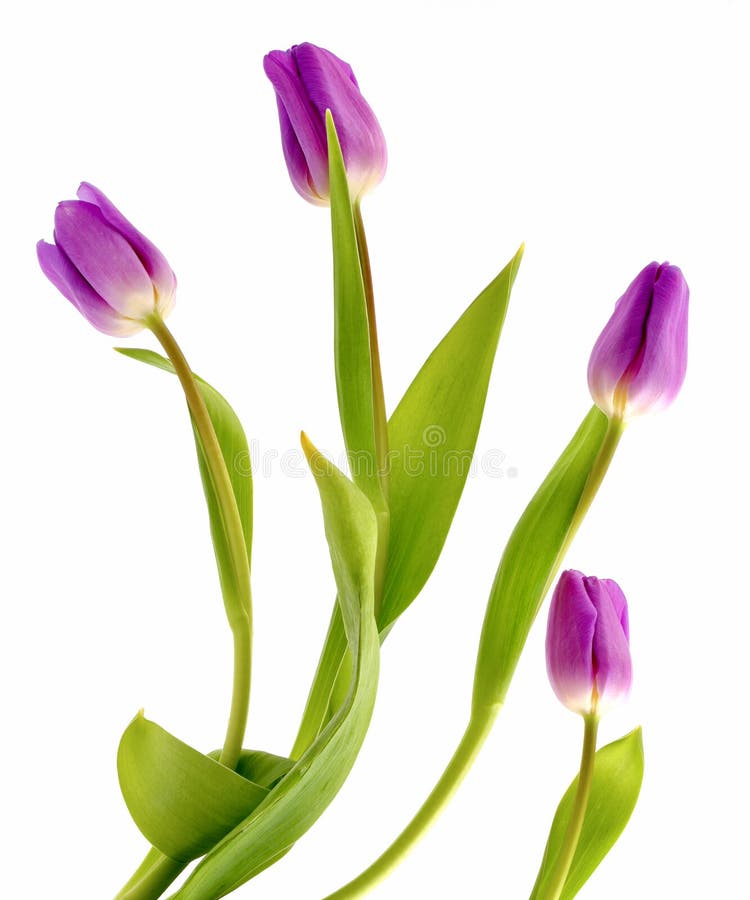 Violet tulips on white stock photo. Image of nature - 210795000