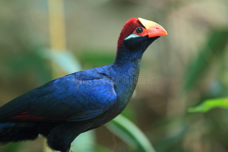 The Violet Turaco Bird, Also Known As the Violaceous Plantain Eater,is ...