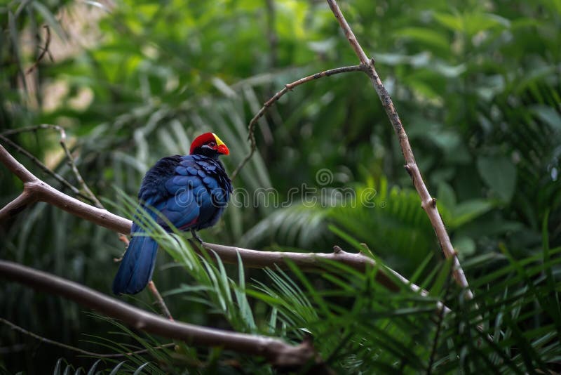 Violet Turaco bird stock photo. Image of africa, cute - 307794346