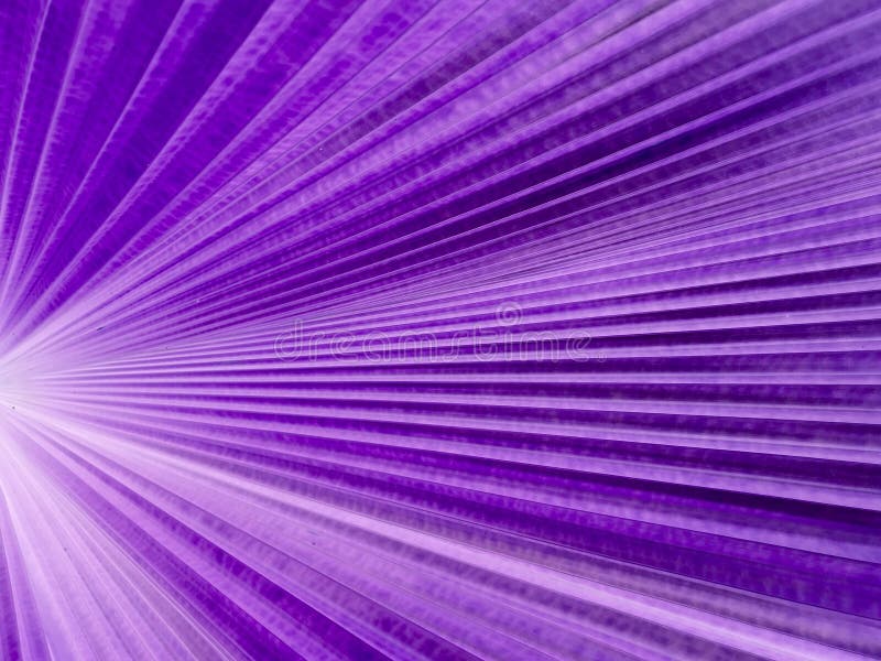 Purple Leave Tree Texture Pattern Background, Violet Ultra Concept ...