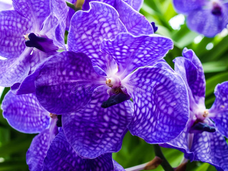 Violet Vanda Hybrid Flower in Nature Stock Image - Image of green ...